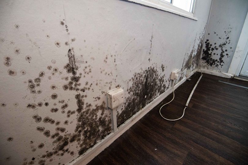 Summer's Uninvited Guests: How to Get Rid of Silverfish in Your Home