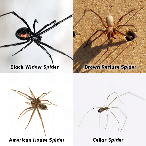 Spider Control in Southern California: Unmasking Halloween Horrors
