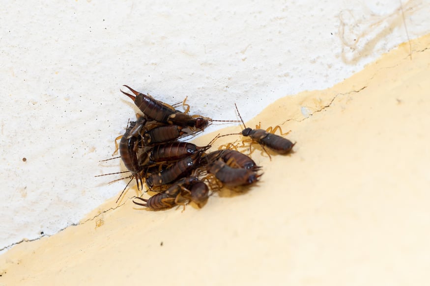 Summer Pest Control: How to Get Rid of Pincher Bugs
