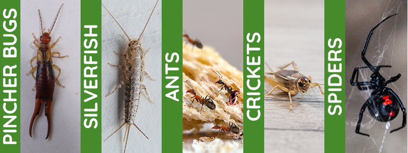 5 common spring bugs and how to get rid of them