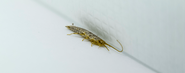 It's spring: why do i suddenly see silverfish infestation in my house