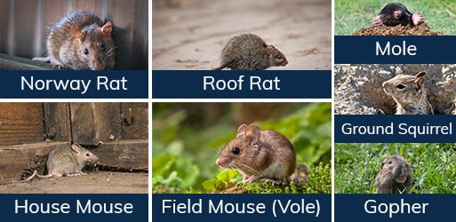 Pro Tips for Handling Rats and Rodents in Southern California