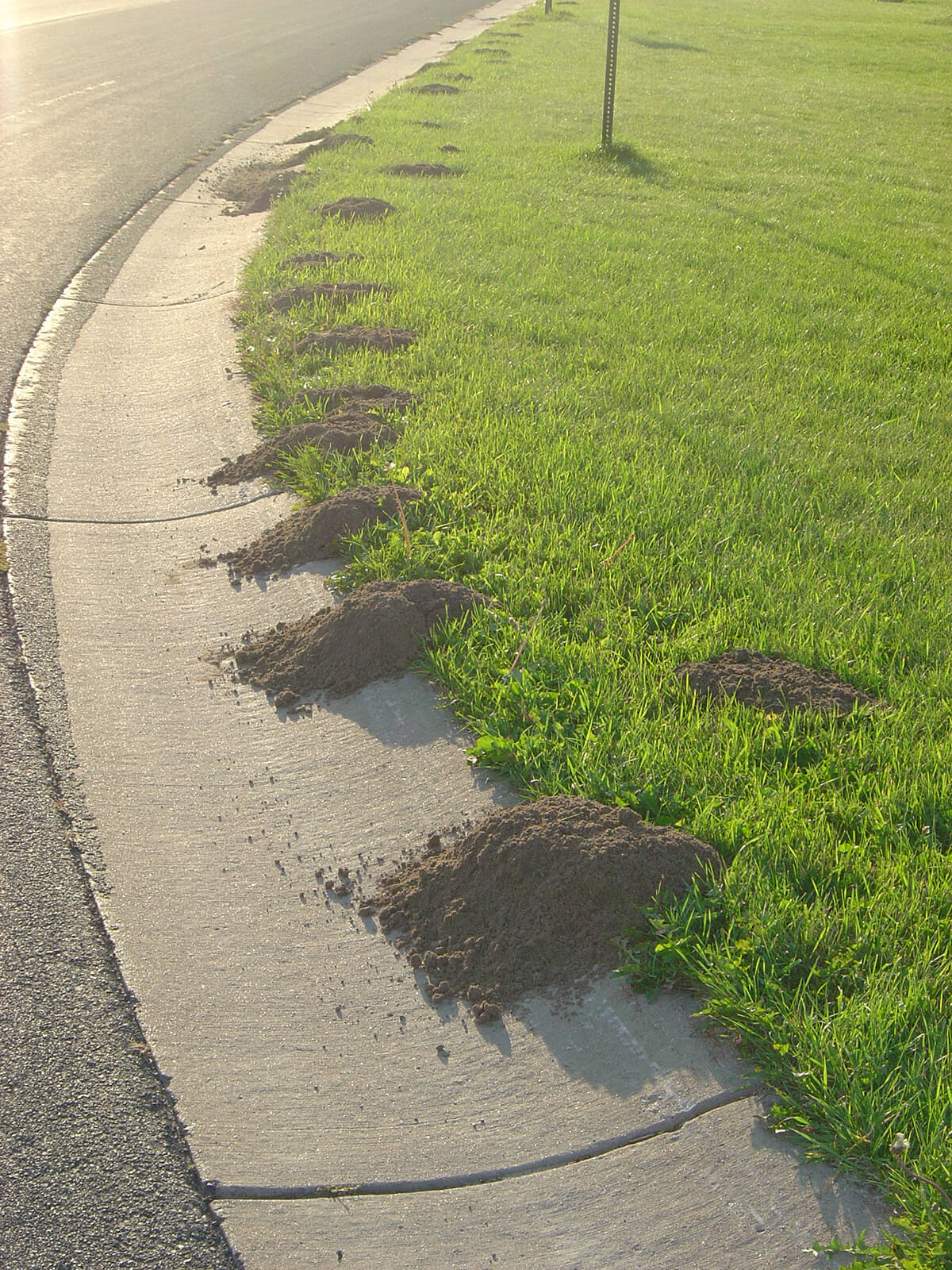 Pro Tips for Handling Rats and Rodents in Southern California