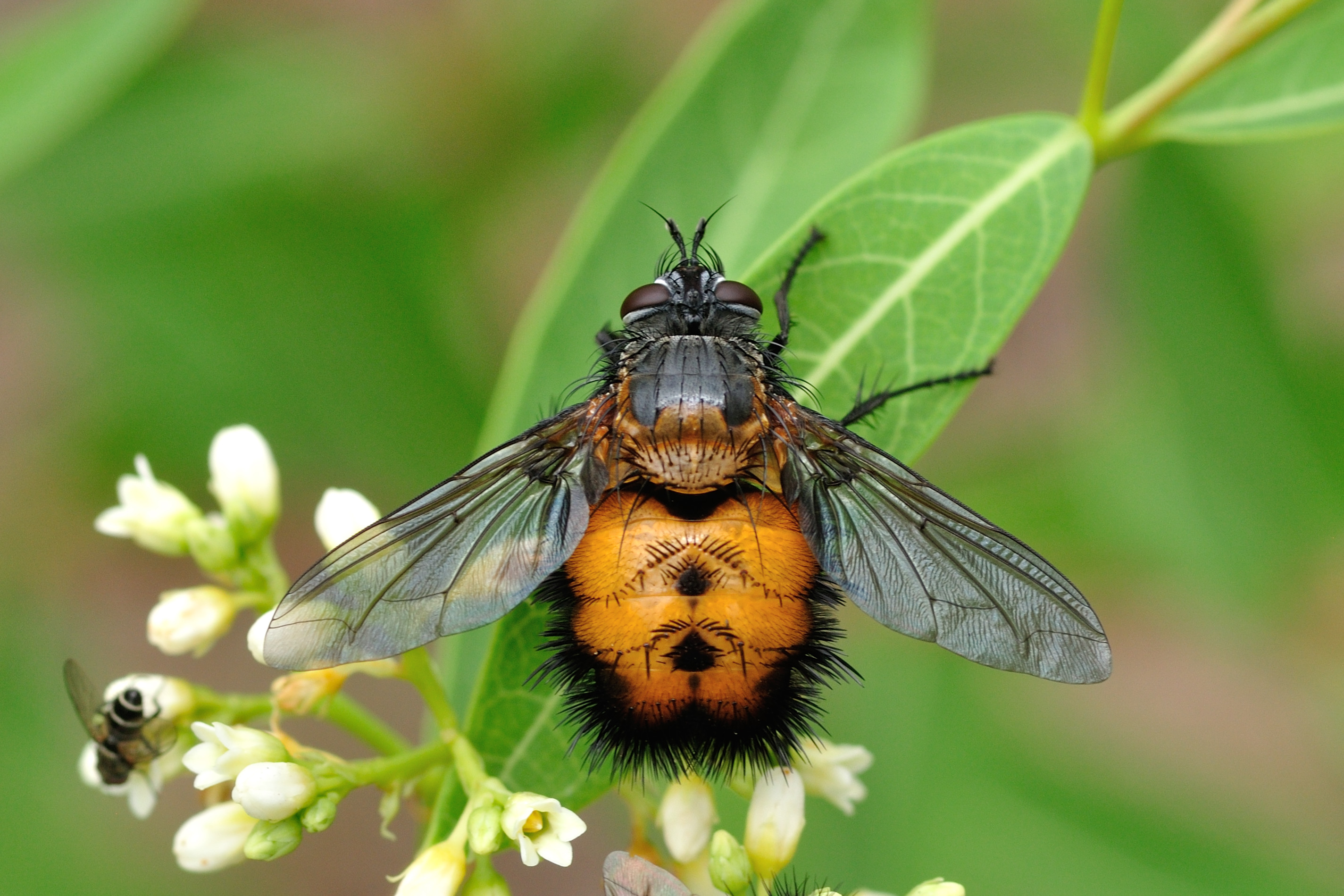 6 Unique California Insects You Had No Idea Existed
