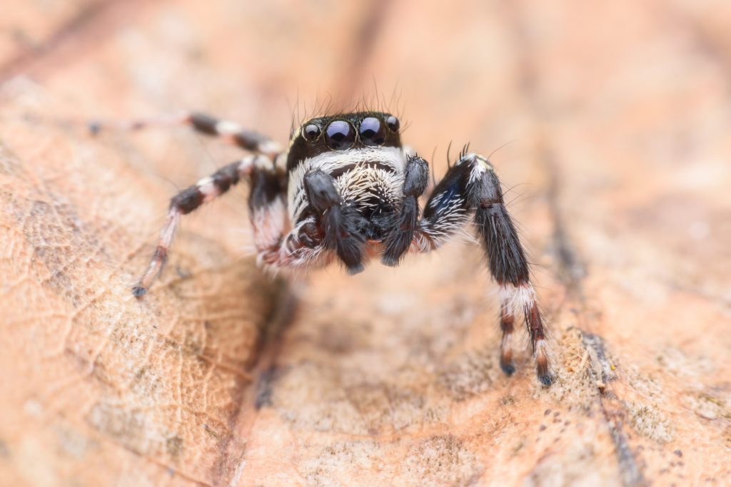 The Creepiest Bugs in the U.S.