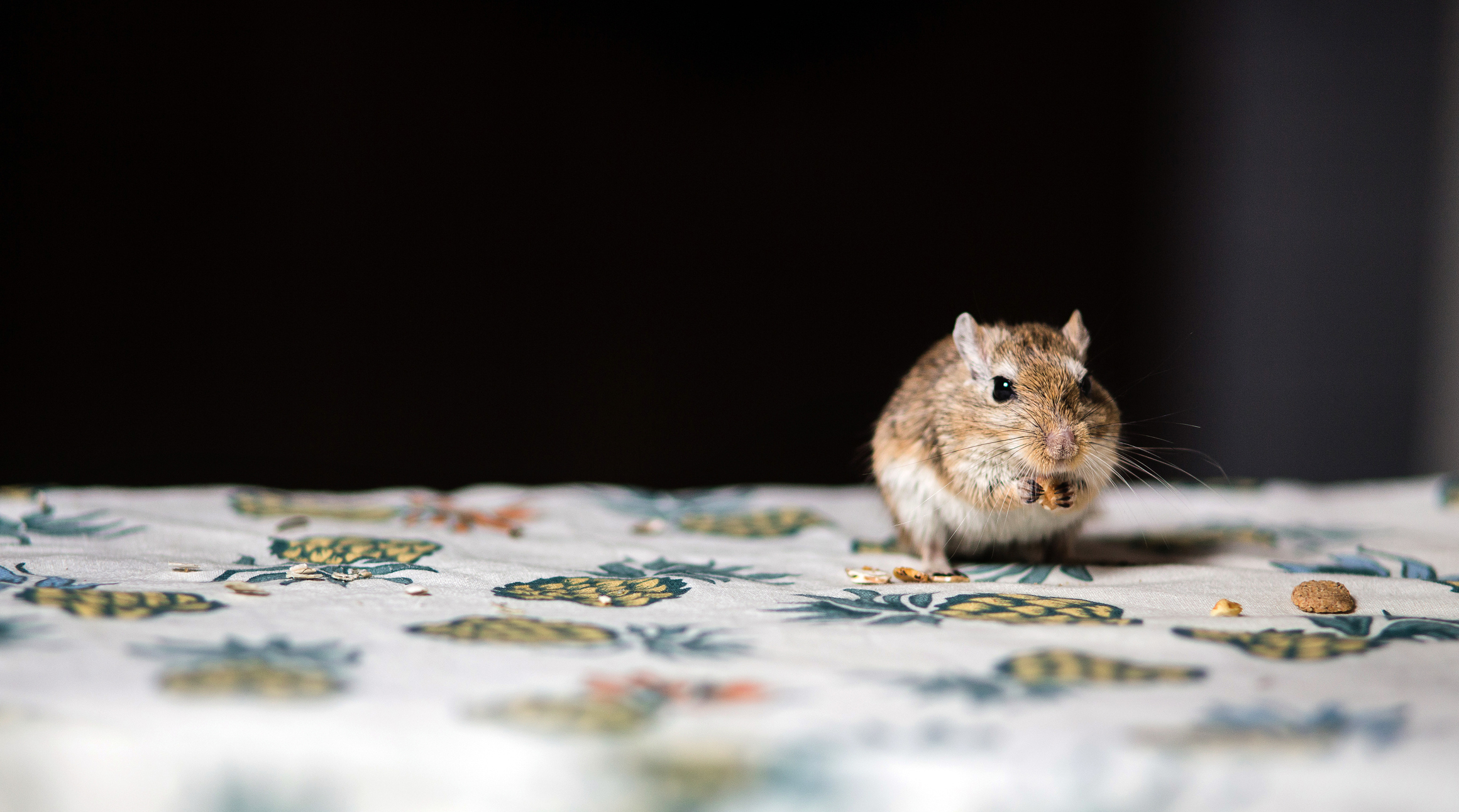 Pest Control: 11 Easy Rodent Tips You Will be Thankful For
