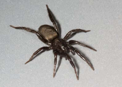 6 Unique California Insects You Had No Idea Existed